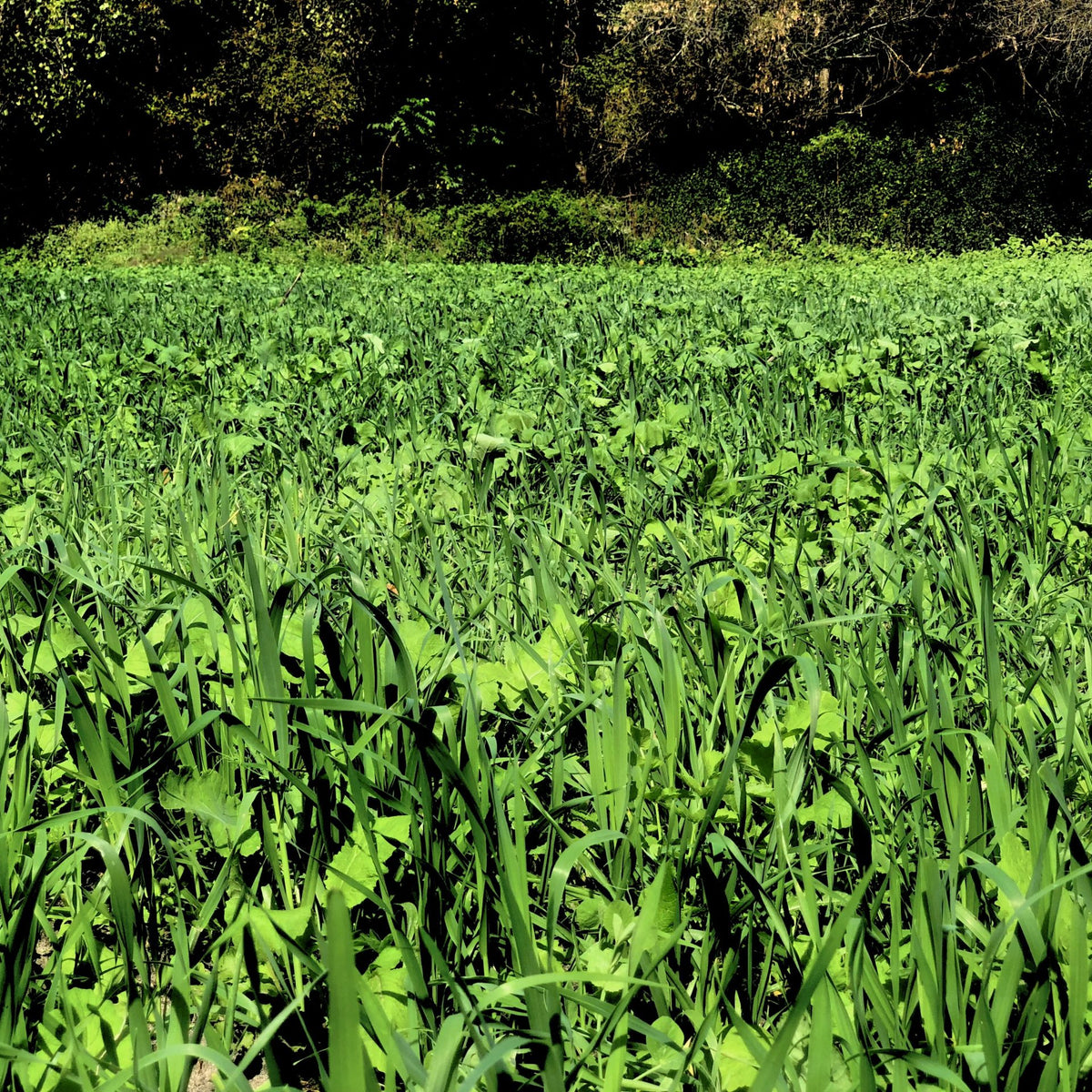 Ultimate Whitetail Attraction Bundle - Deadly Dozen + Plot Topper Comb – Monster Buck Supply